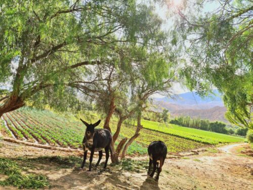 Que hacer en Purmamarca: 14 mejores cosas | Entre Argentina